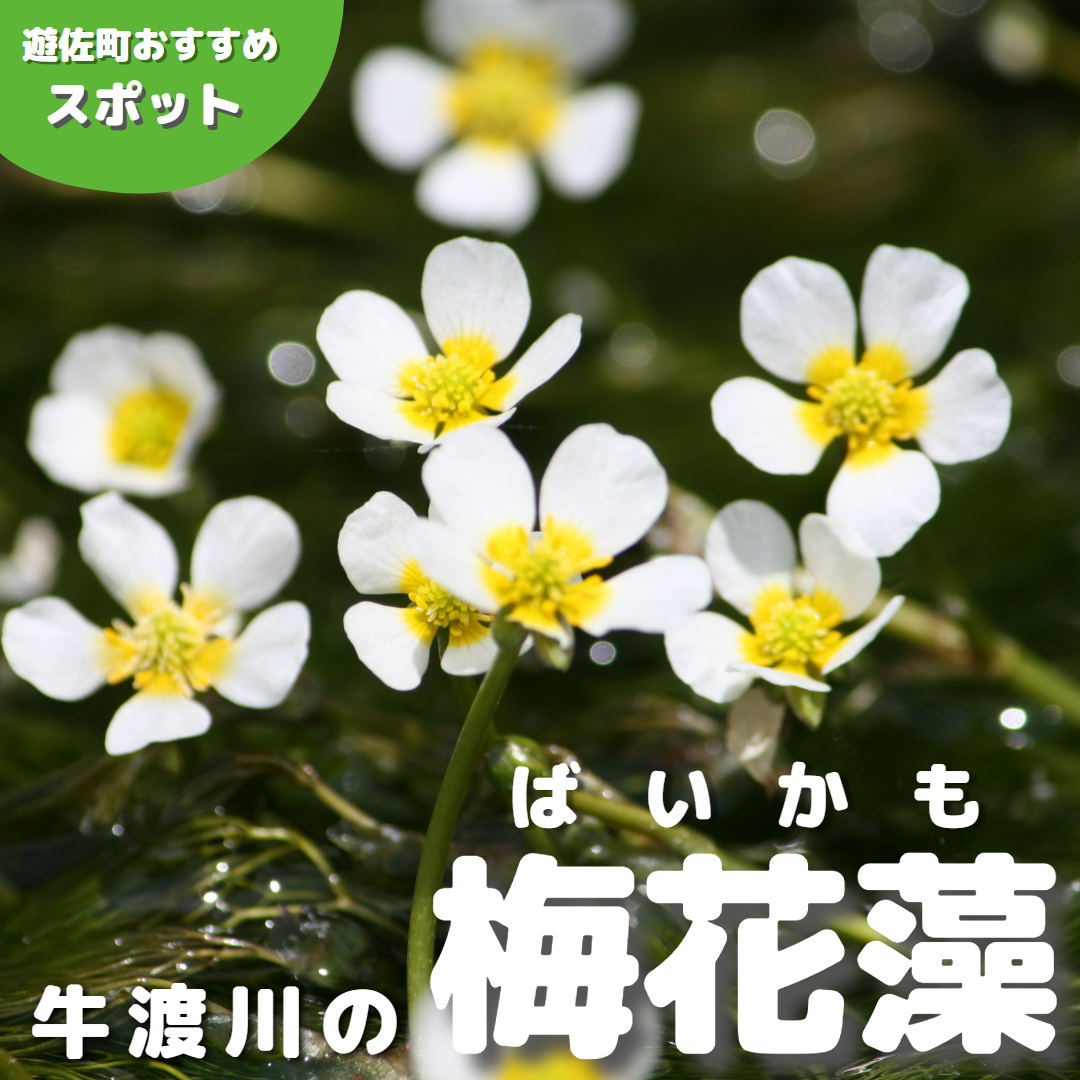 牛渡川 バイカモ（梅花藻） | 遊佐FUN菜彩マルシェ(山形県遊佐町ネットショップ)