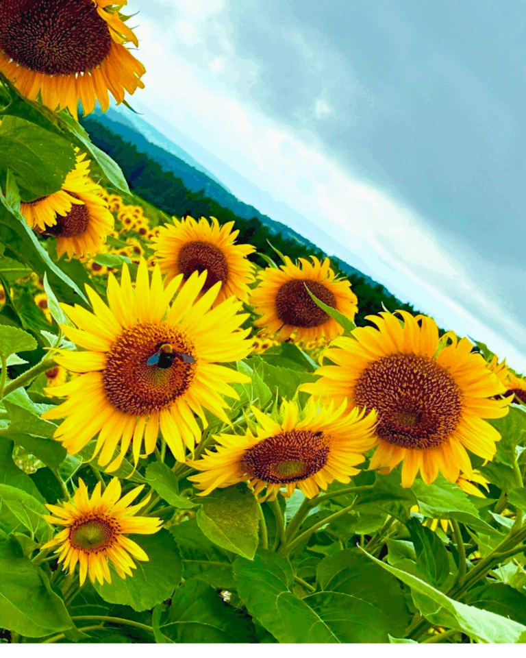 藤井のひまわり畑 | 遊佐FUN菜彩マルシェ(山形県遊佐町ネットショップ)