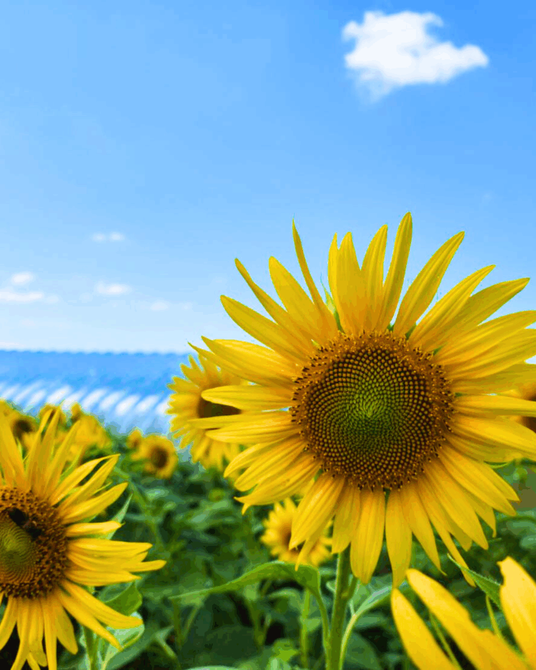 藤井のひまわり畑 | 遊佐FUN菜彩マルシェ(山形県遊佐町ネットショップ)